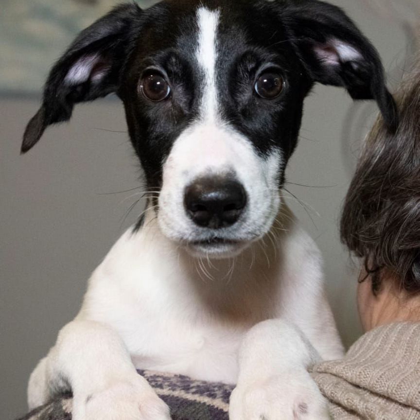 Ласковый мальчик Бэмби