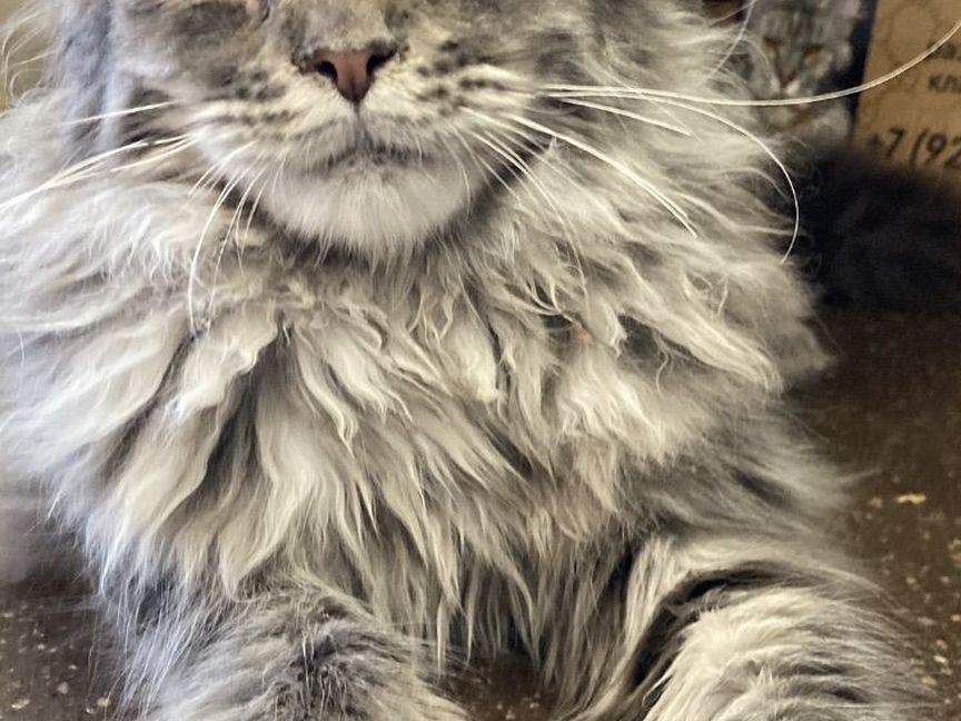 Мейн кун полидакт