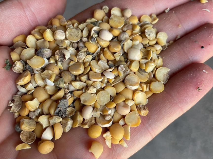 Соя, Кормовая кукуруза корма