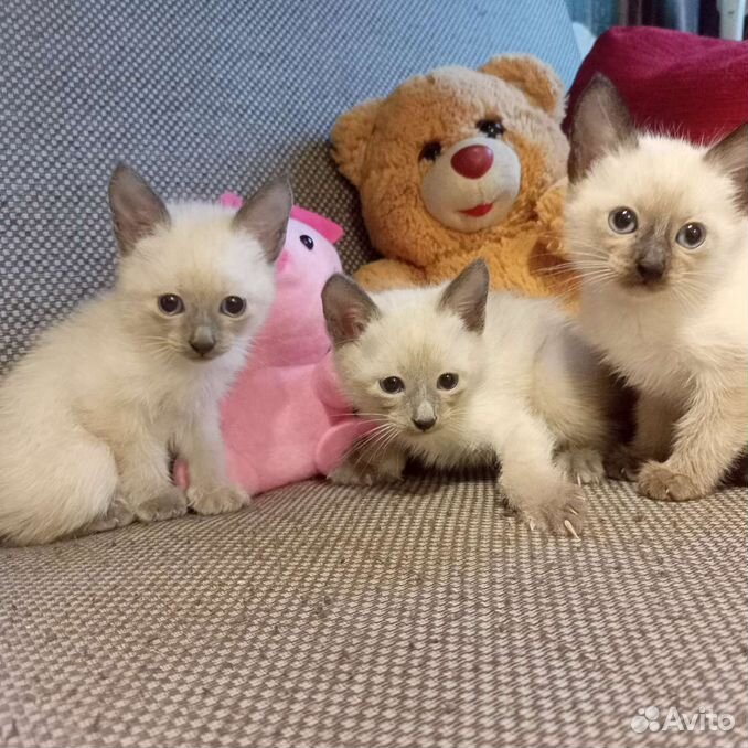 Котята меконгского бобтейла