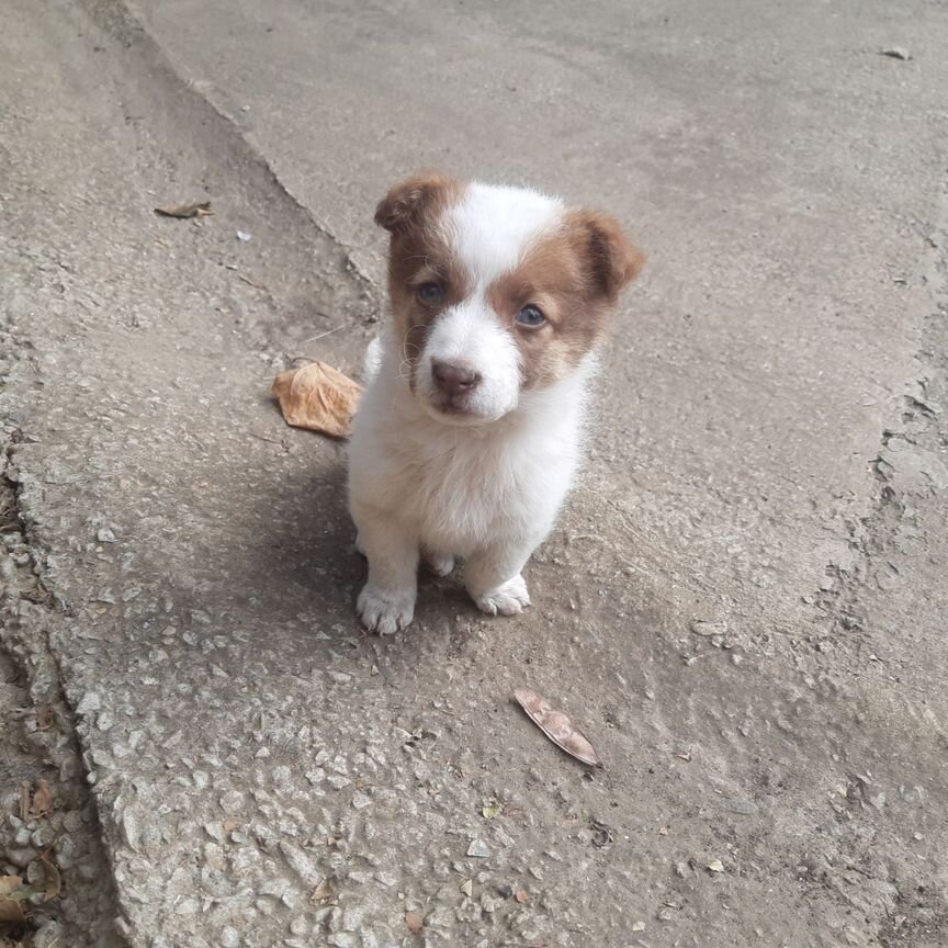 Отдам щенка в добрые руки