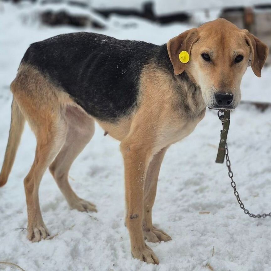 Русская гончая, взрослая собака