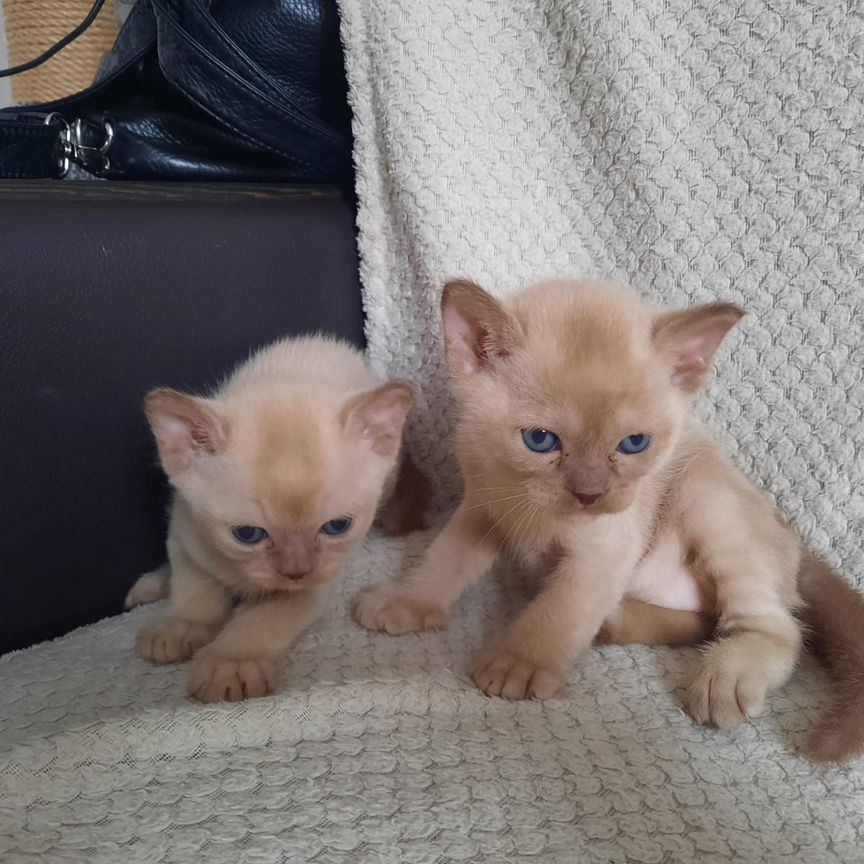 Бурманские котята