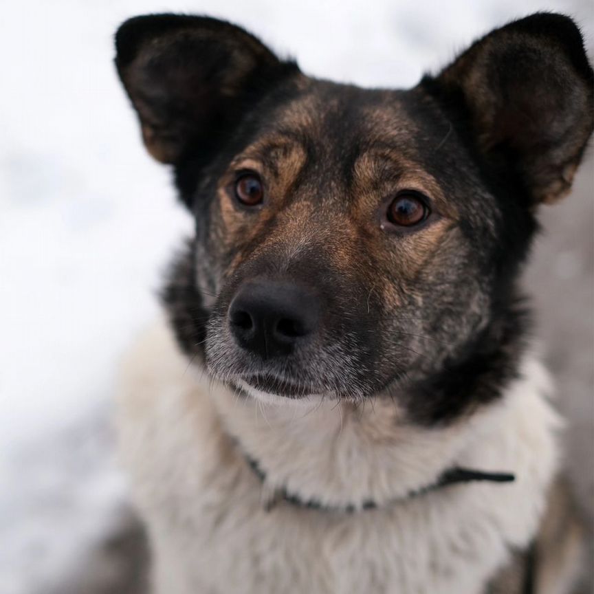Собаки из приюта: спокойная Эбби