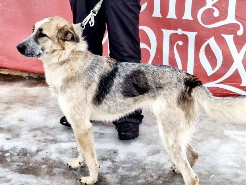 Ласковый Микс из приюта хочет домой