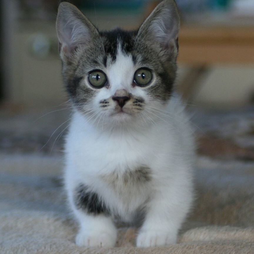 Манчкин котёнок