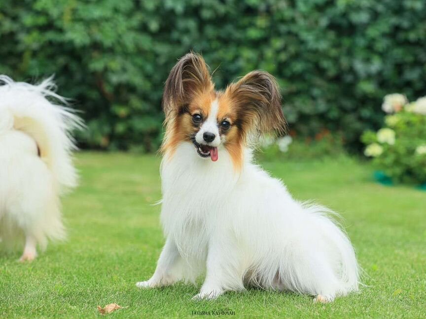 Щенки папийона