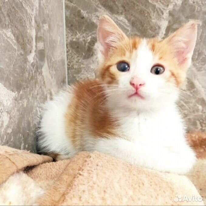 Пусть мама услышит, пусть мама придет