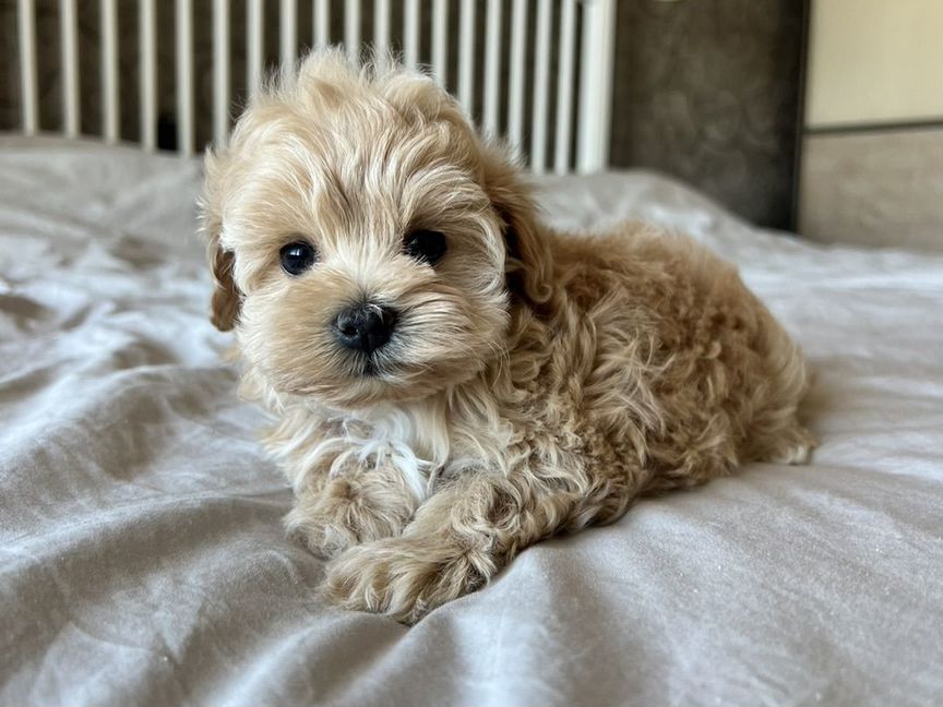 Мальтипу f1 mini девочка baby face