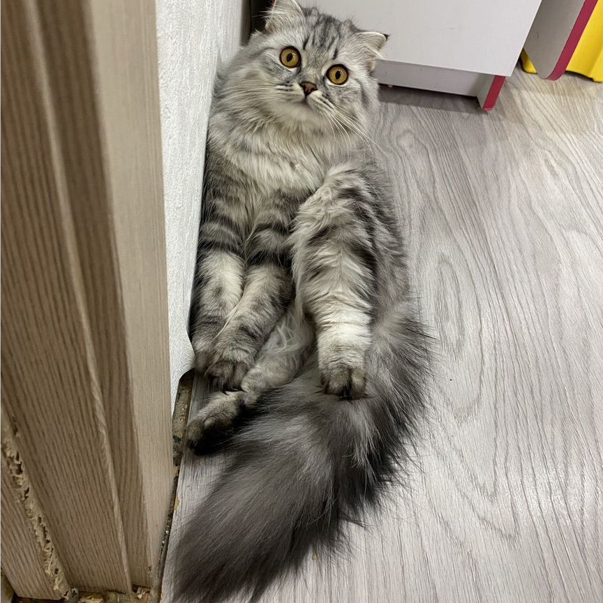 Шотландская вислоухая длинношёрстная, взрослая кошка