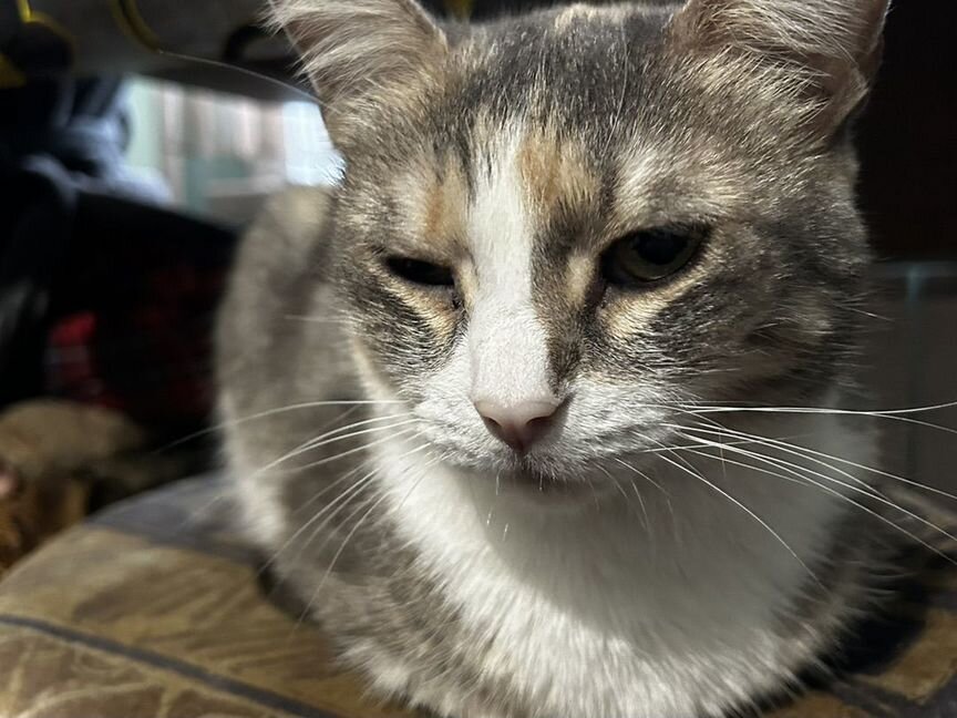 Пушистое создание в дар :)