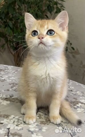 Котик британец золотая шиншилла