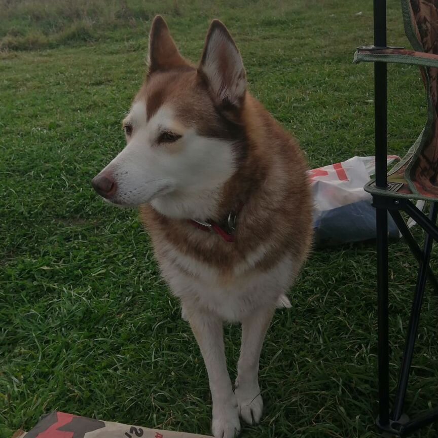 Лайка, взрослая собака