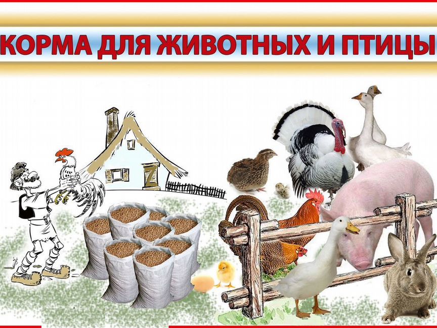 Зерно,корма для с/х животных