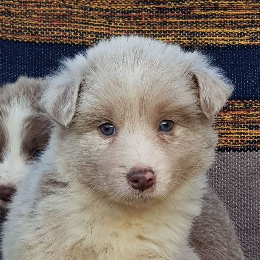 Щенки бордер колли