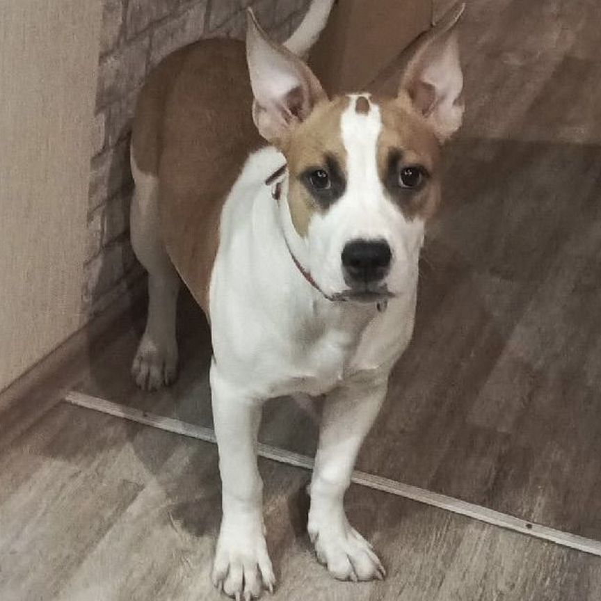 Американский стаффордширский терьер, щенок