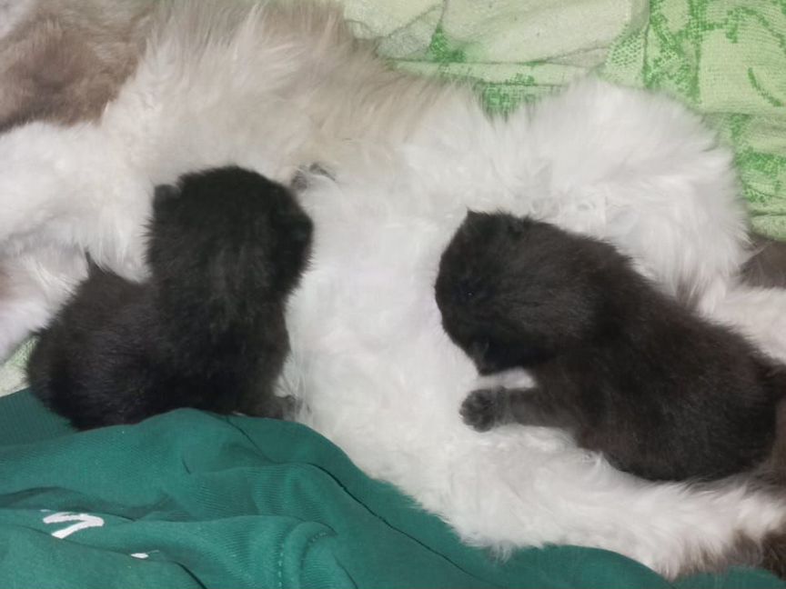 Котята в добрые руки бесплатно