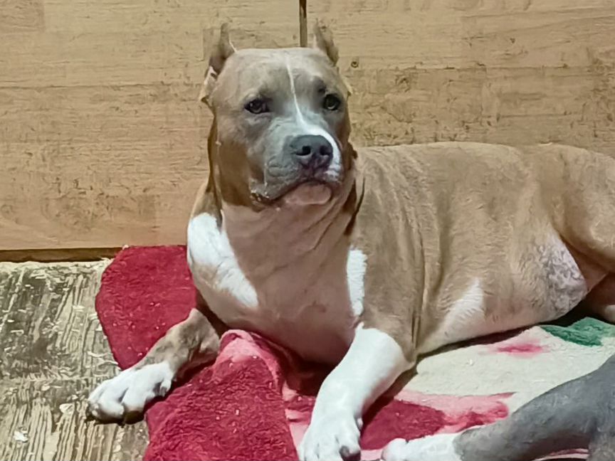 Американский булли, девочка стандарт/коассик