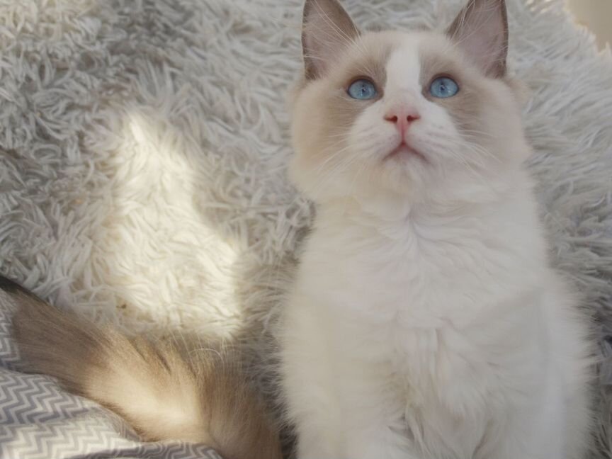 Супер нежный котик регдолл