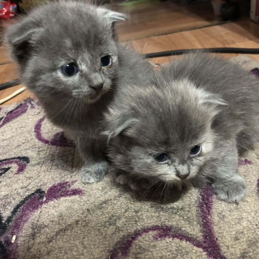 Британский длинношёрстный котёнок