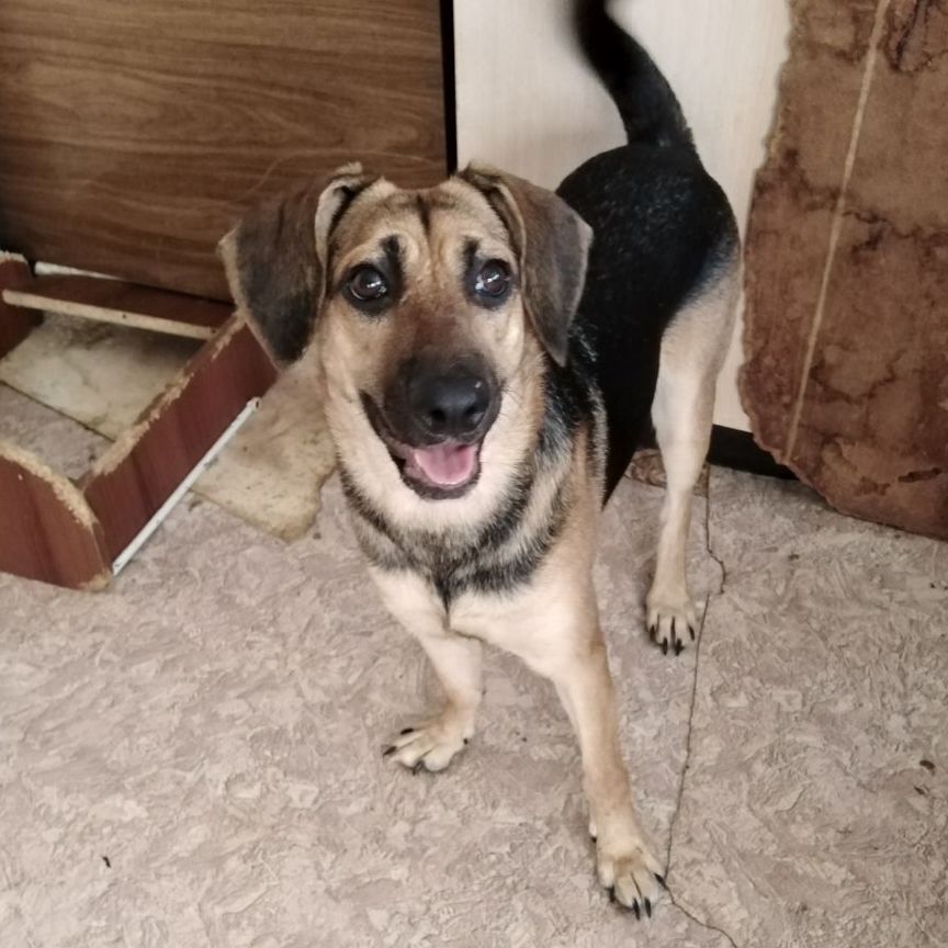 Щенок в добрые руки