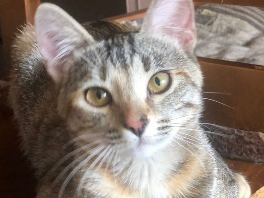 Очень ласковая любящая человека кошечка ищет дом