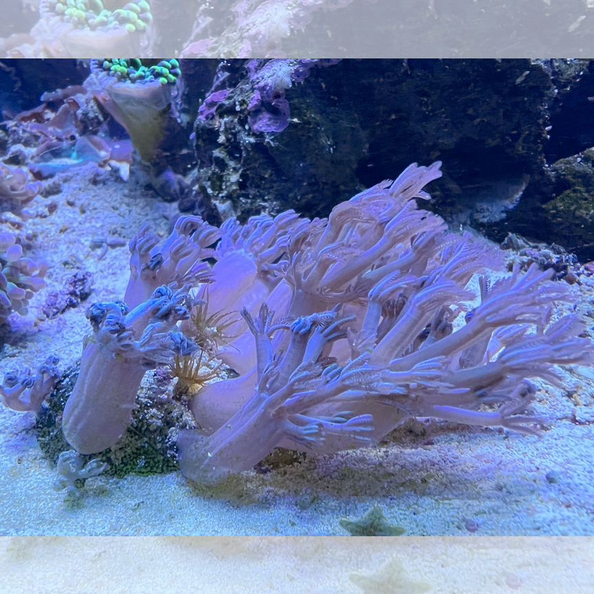 Ксения пульсирующая на полусфере