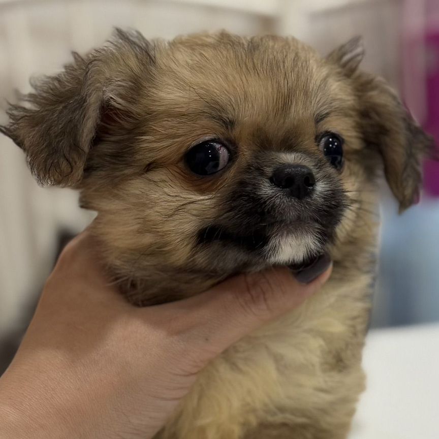 Мальчик длинношерстный