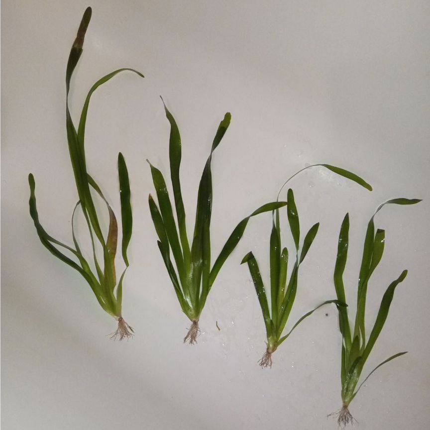 Валиснерия гигантская