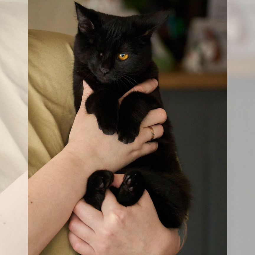 Особенный котик ждёт родителей в приюте