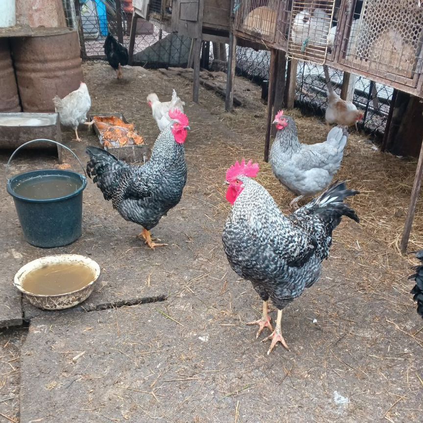 Домашние молодые петухи