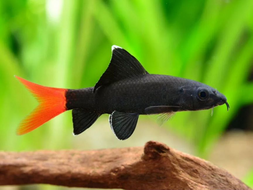 Лабео биколор (черный)