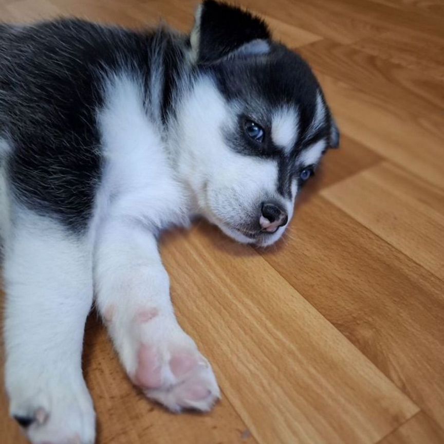 Сибирский хаски