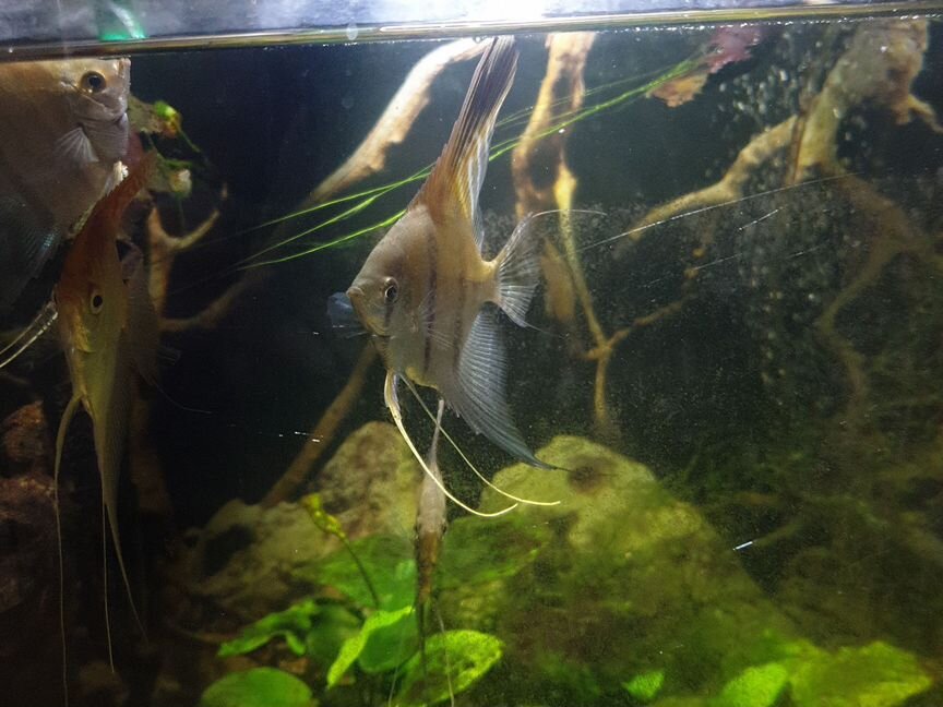 Скалярии манакапуру