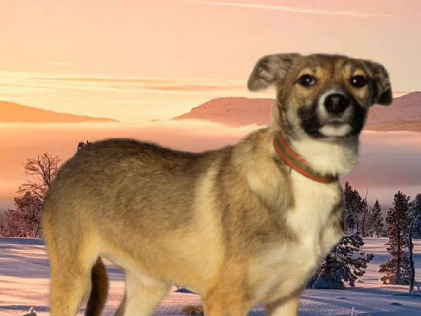 Щенок 6 мес. кастрирован. Имя Игрун