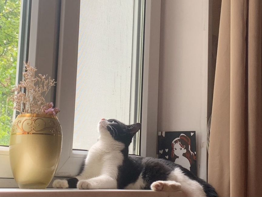 Кот в добрые руки