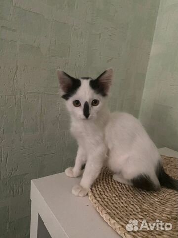 Безумно красивый котенок Яша ищет дом