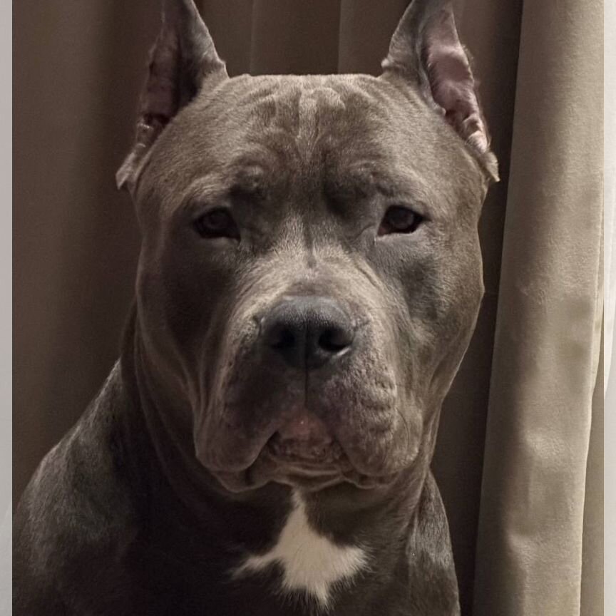 Американский стаффордширский терьер, щенок