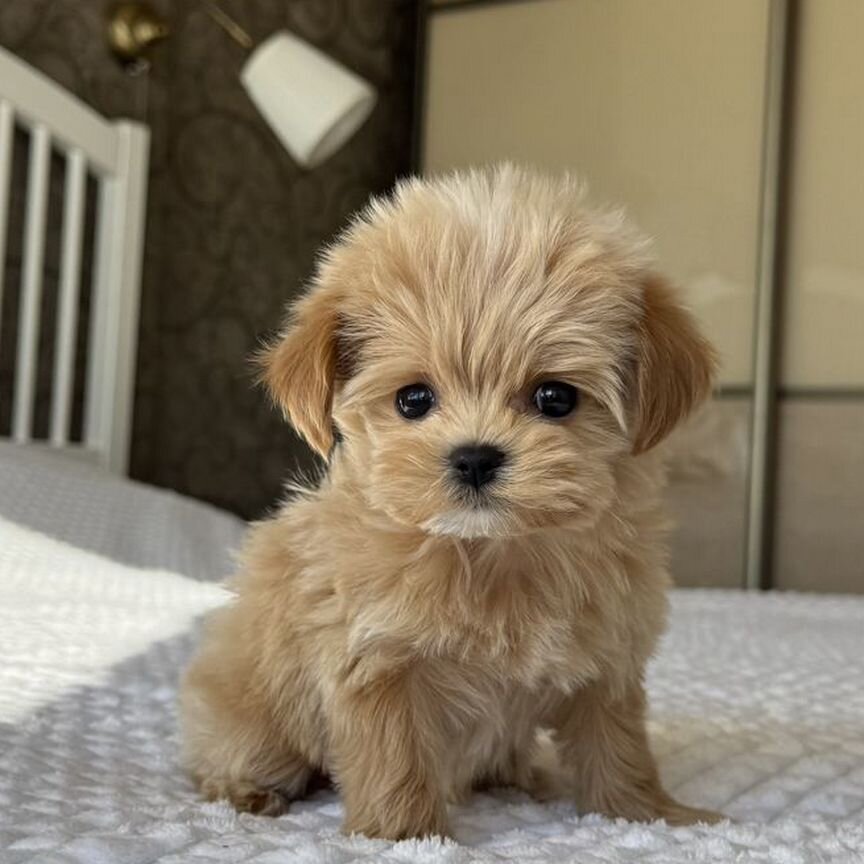 Мальтипу, щенок