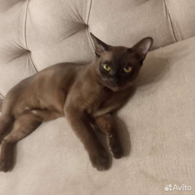 Бурма вязка