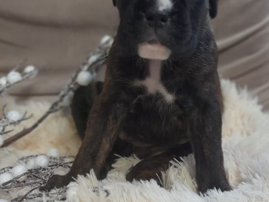 Щенки Немецкого боксера