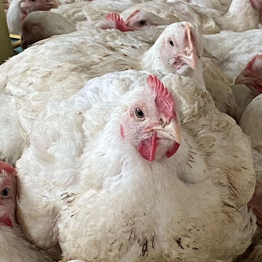 Куры домашние