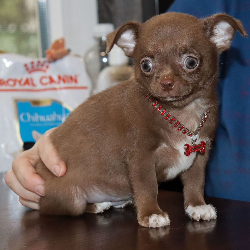Галактика. Чудесная чихуахуа с доставкой и видео