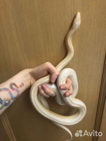 Змея маисовый полоз