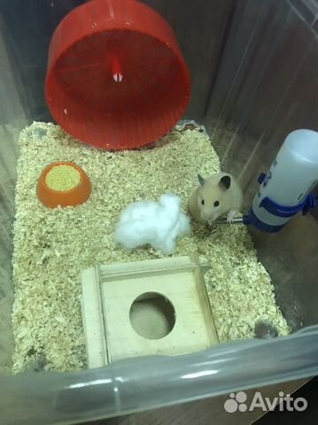 Сирийский Хомяк с клеткой с полным комплектом
