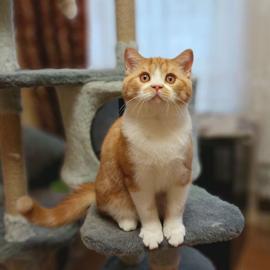 Шотландский мальчик