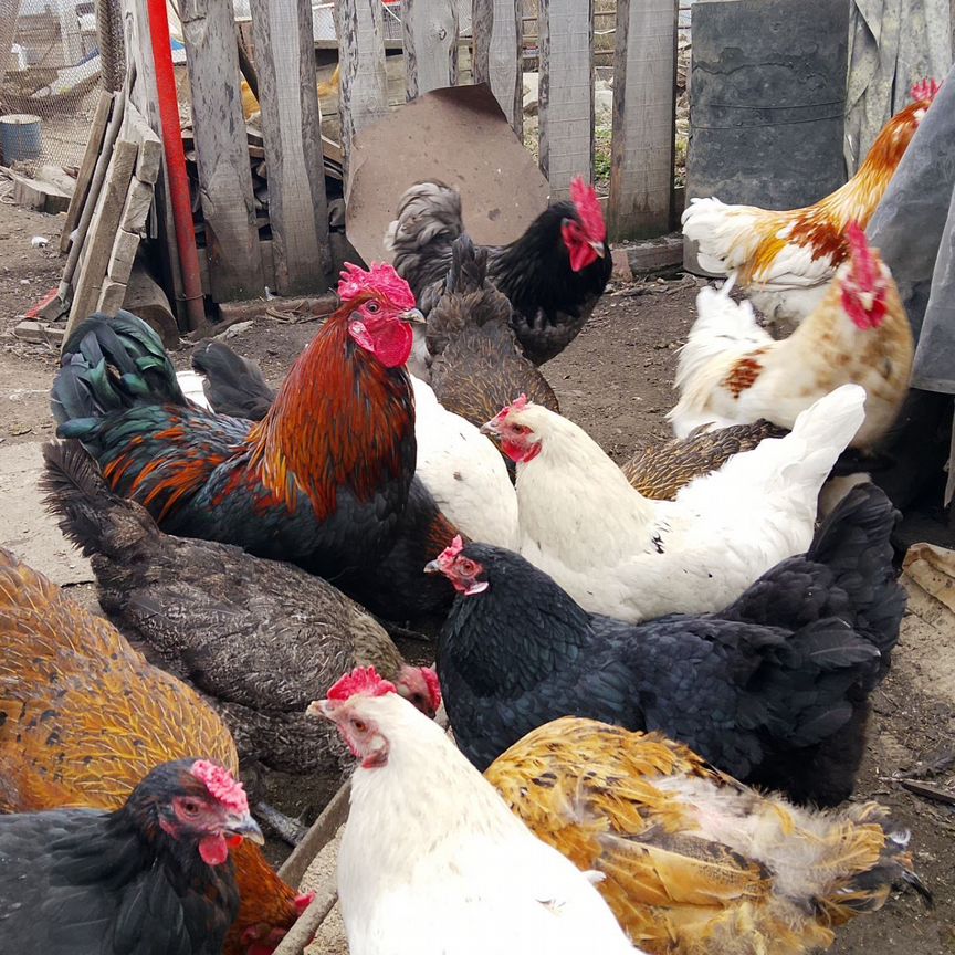 Куры и петухи домашние