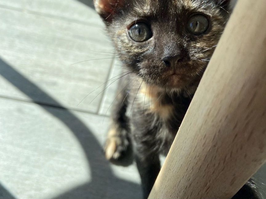 Отдам котенка в добрые руки