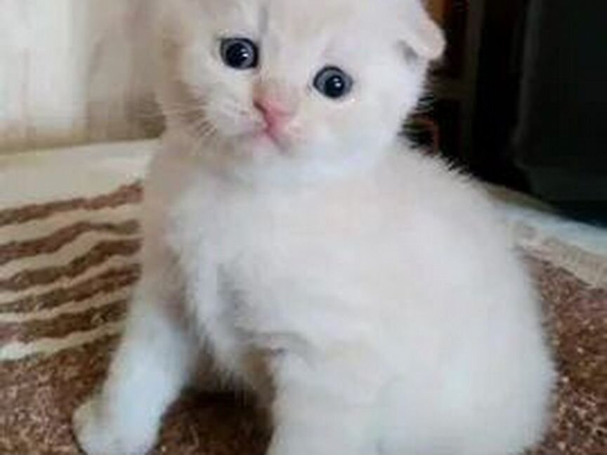 Персиковый котенок шотландский