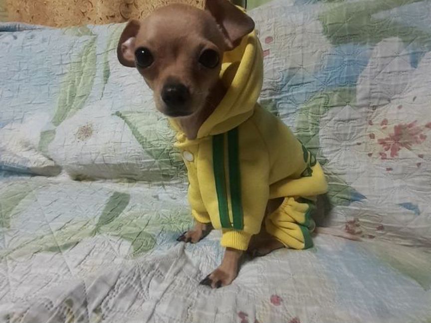 Жених (вязка кобель) мини той терьер